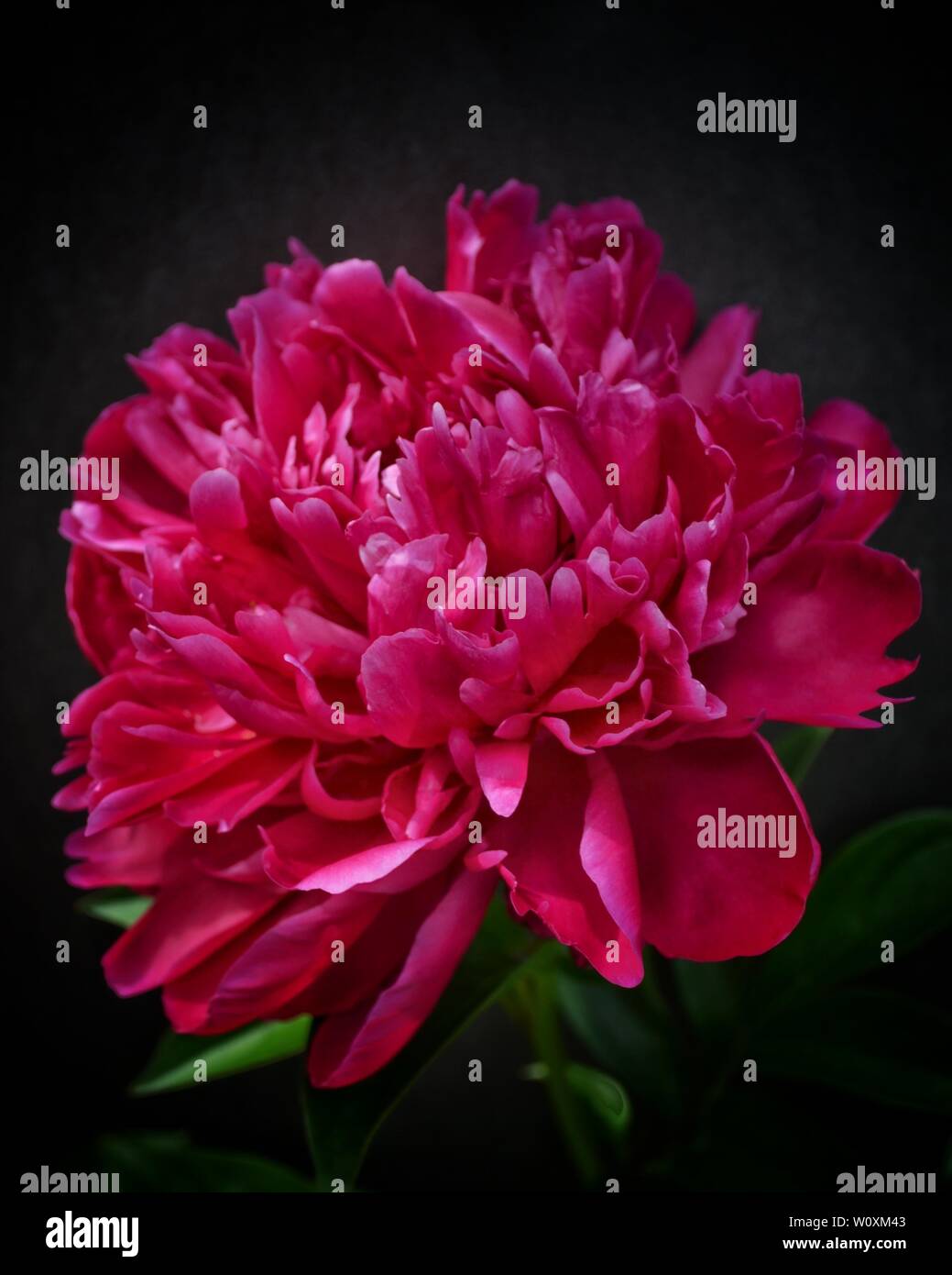 Peony on dark background Stock Photo - Alamy