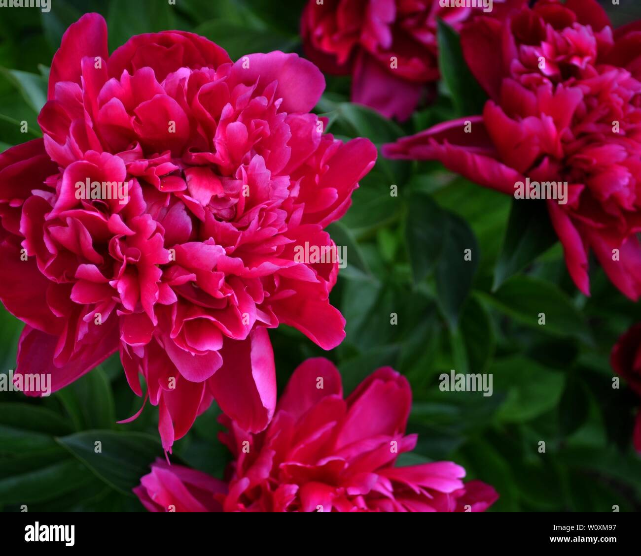 Peonies on natural background Stock Photo - Alamy