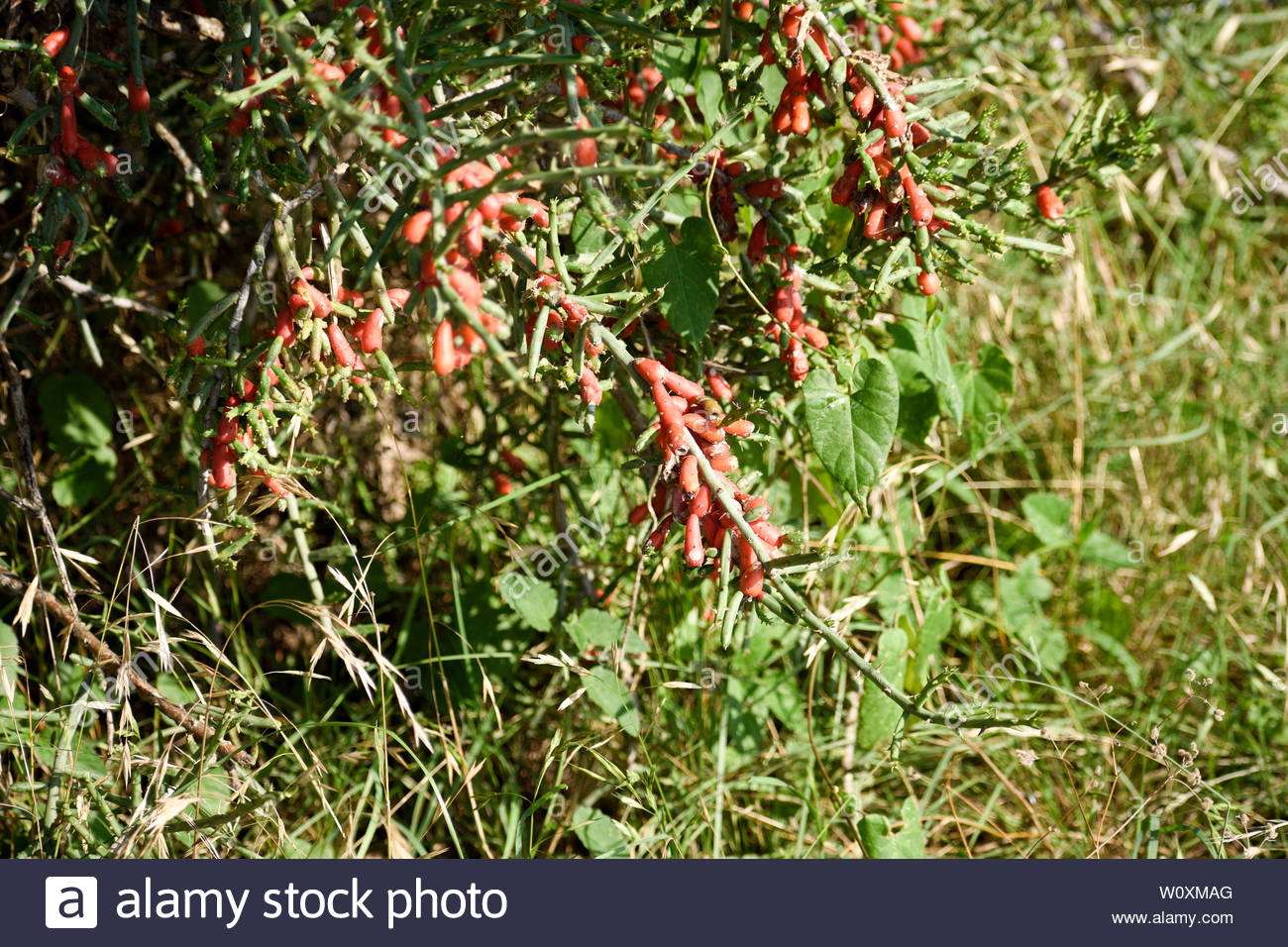 Tasajillo Cactus High Resolution Stock Photography and Images - Alamy