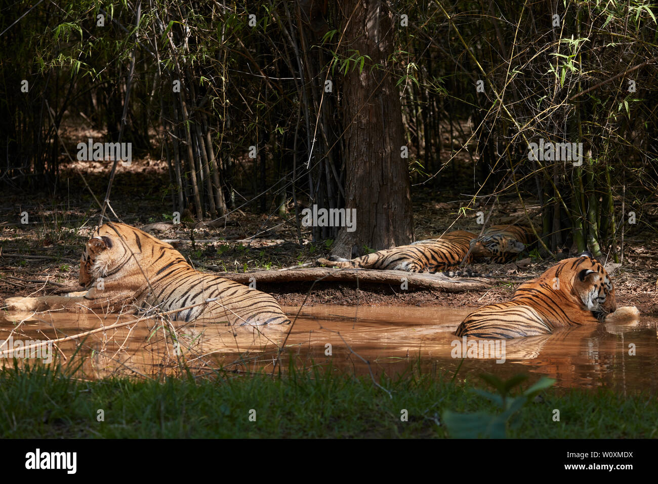 Maya Tigress and matkasur male Tiger family resting in monsoon, Tadoba ...
