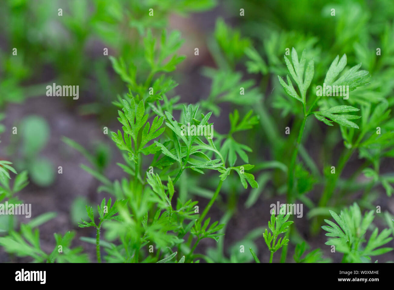 Carrots sprout hi-res stock photography and images - Alamy