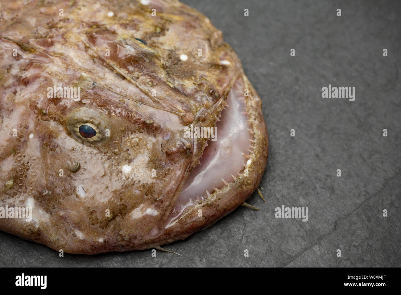 A photograph showing the facial features and jaws of a monkfish, or ...