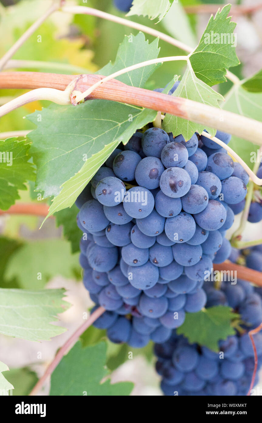 Succulent grapes hi-res stock photography and images - Alamy