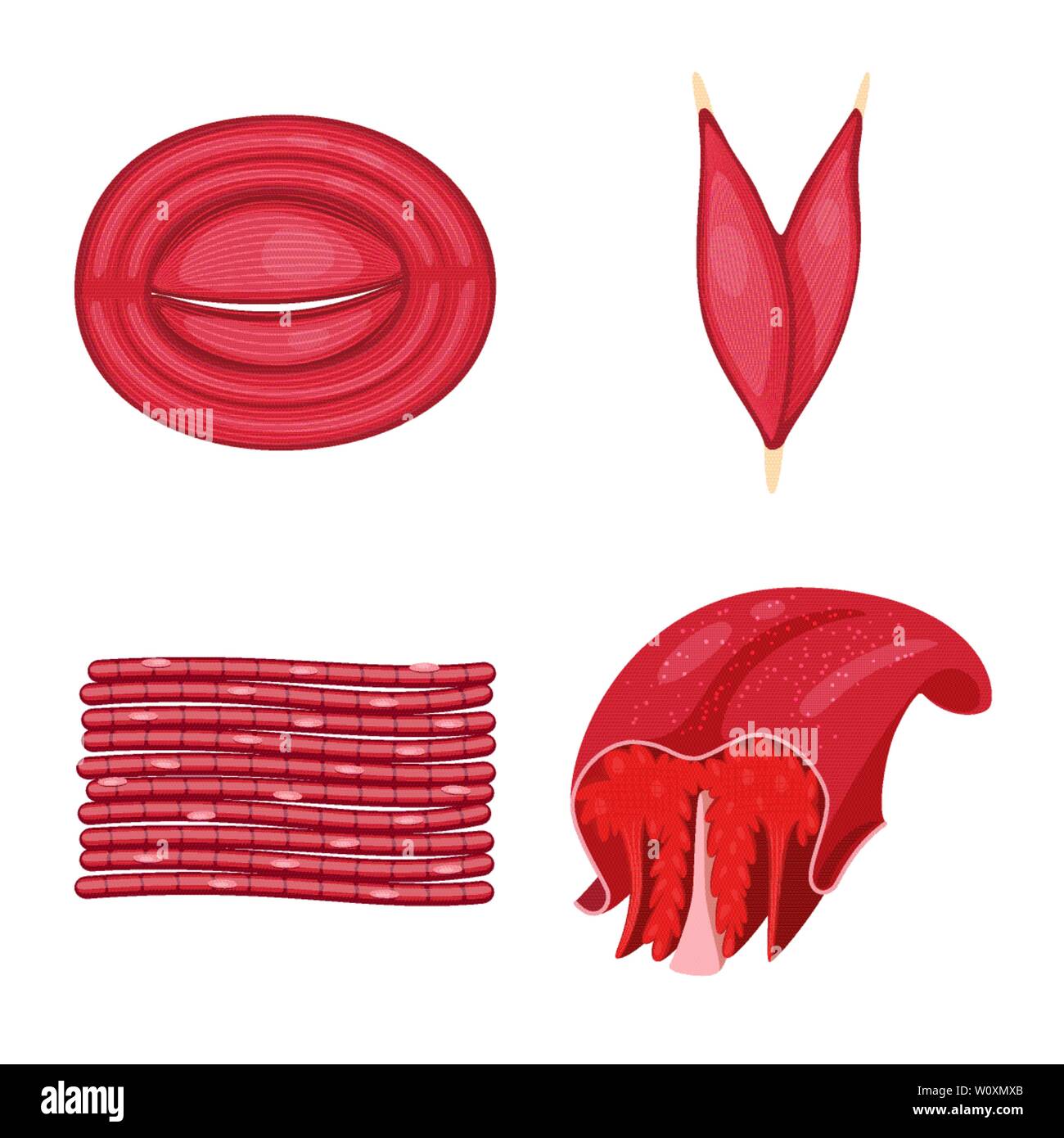 Isolated object of muscle and cells icon. Collection of muscle and ...