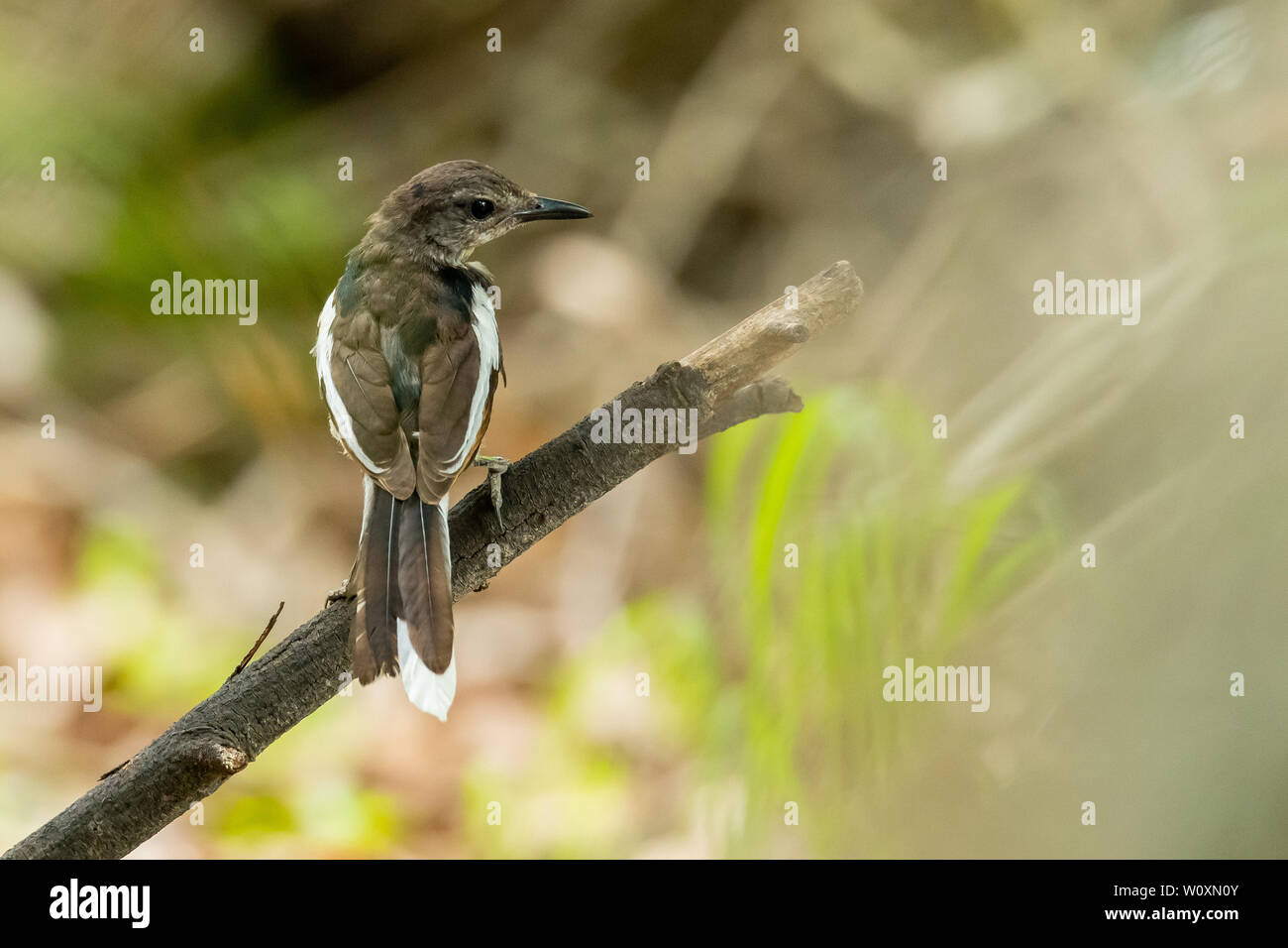 Oriental Magpie Robin (juvenile) perching on a perch looking into a ...