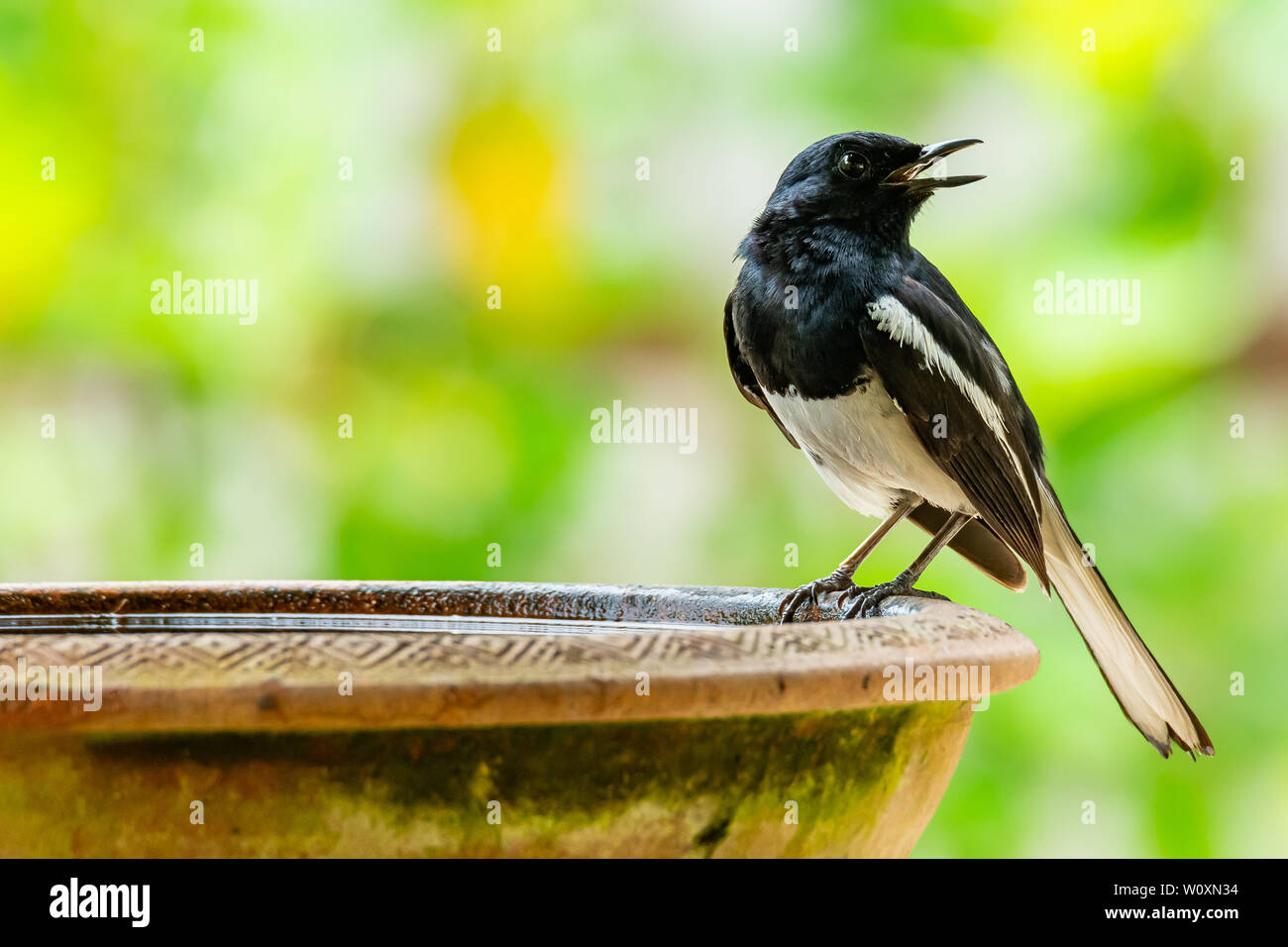 Male Oriental Magpie Robin perching on a clay bowl of water and singing ...