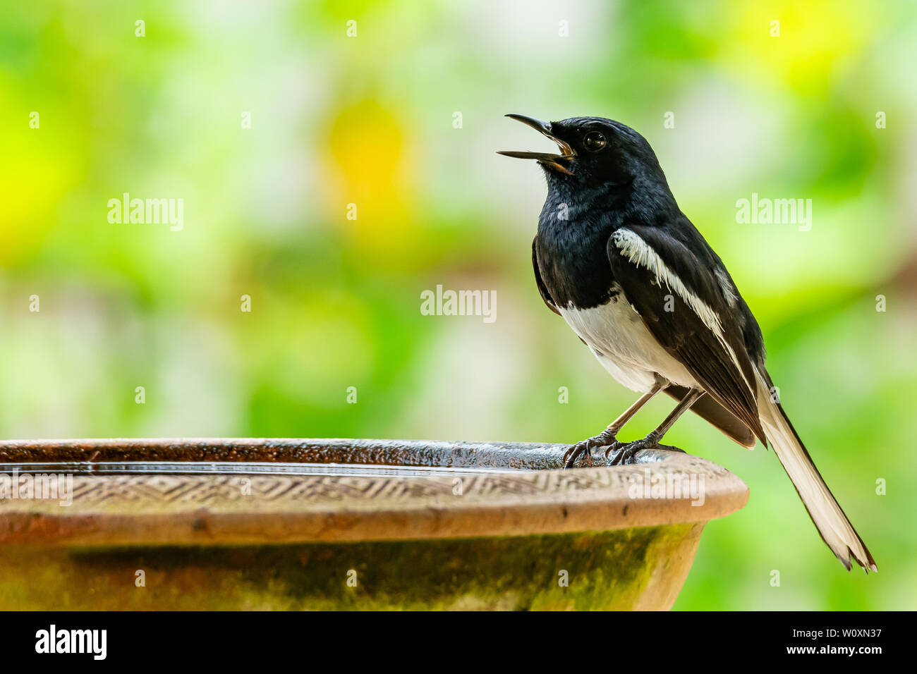 Male Oriental Magpie Robin perching on a clay bowl of water and singing ...