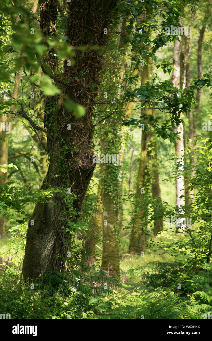 Shell Wood on the back road from Bodmin to Blisland and St Breward ...