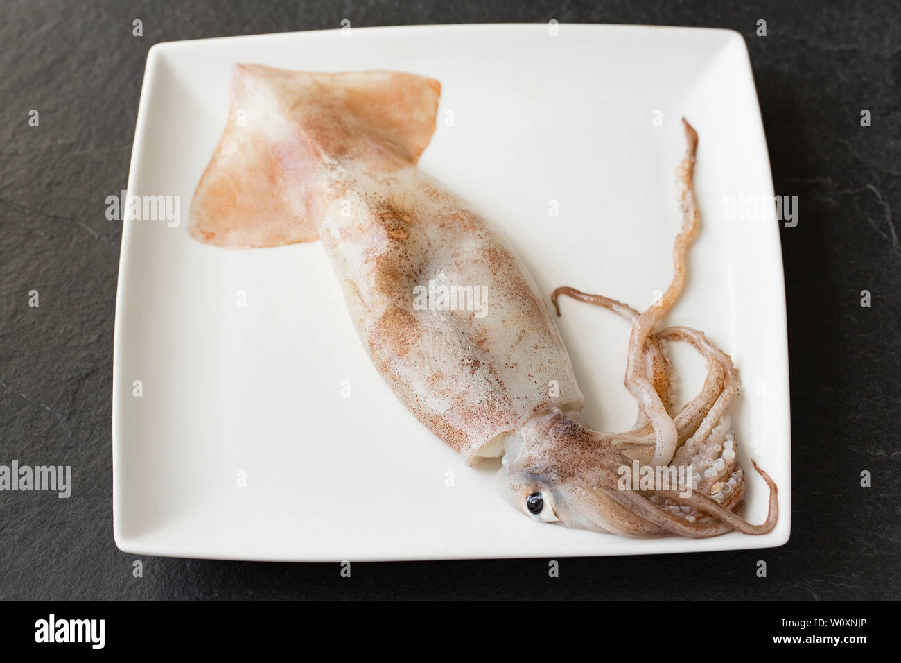 A raw, uncooked squid that was caught trawling in the English Channel ...