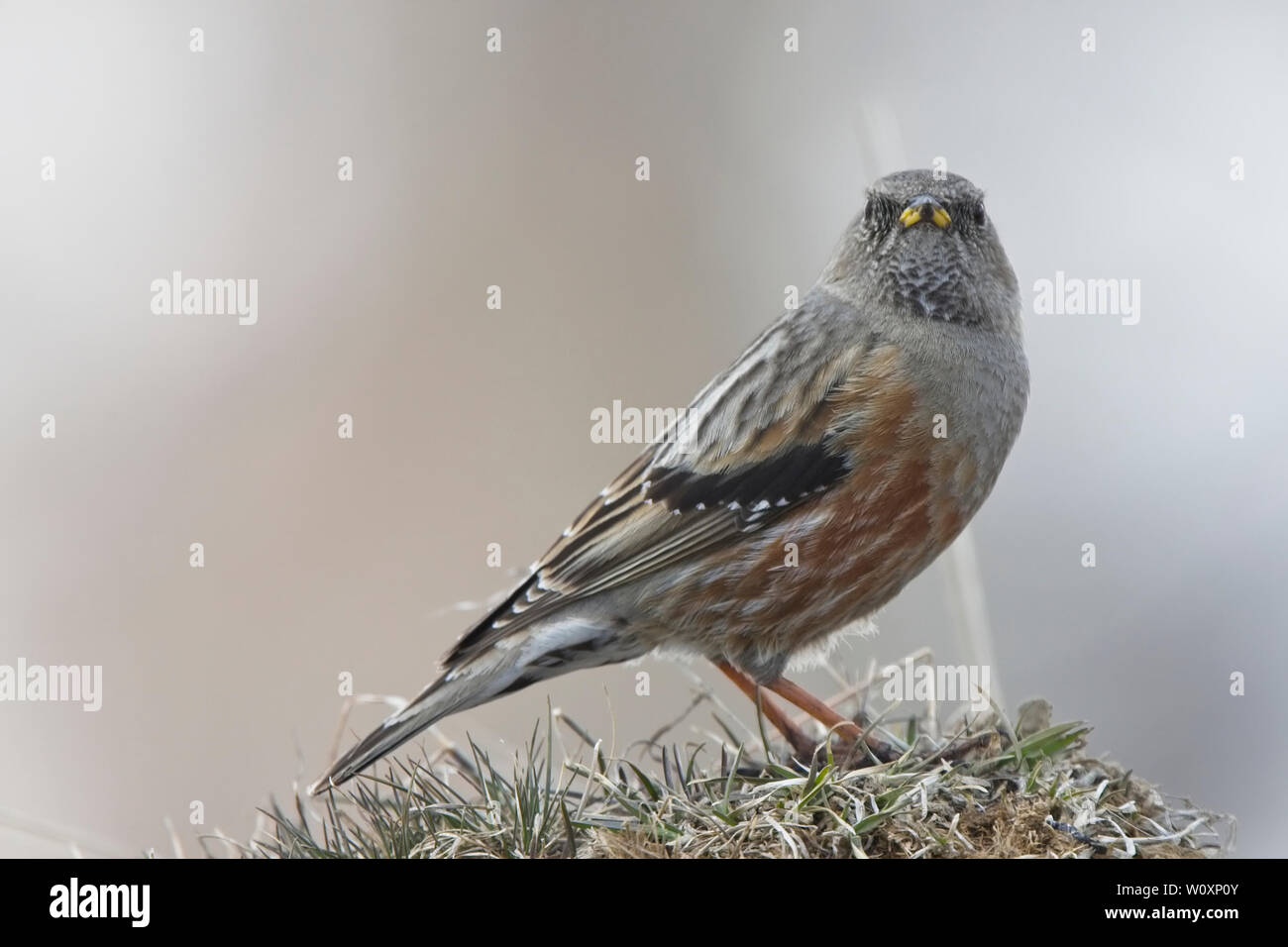 Alpine Accentor (Prunella collaris montana) adult, Caucasus Mountains ...