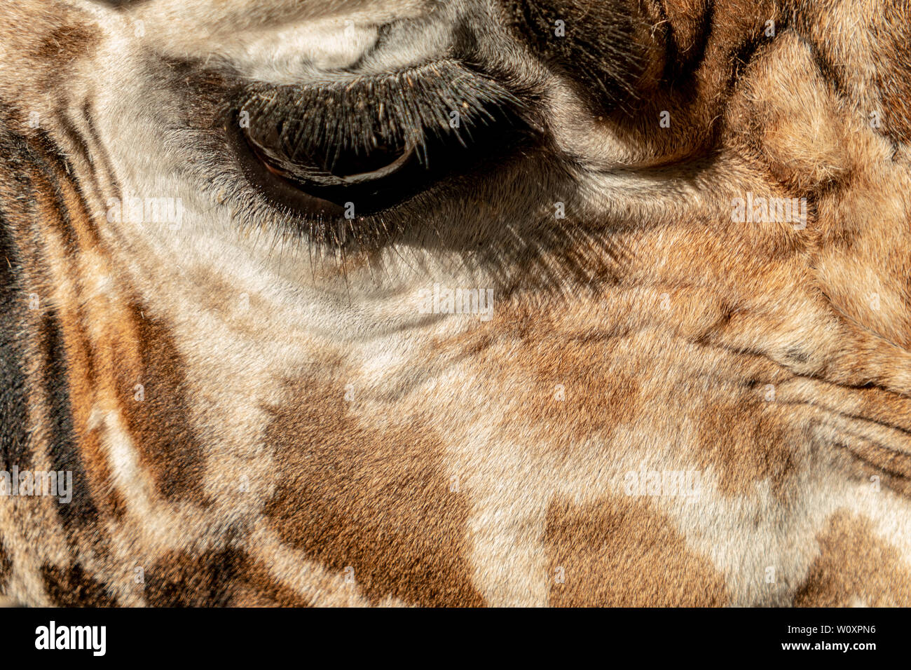 The eye of a giraffe as close up Stock Photo - Alamy