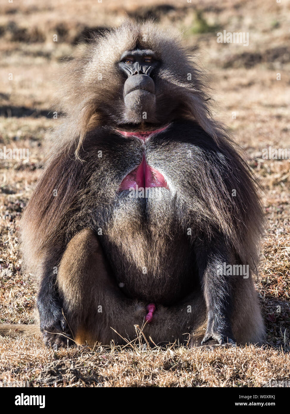 Gelada Baboon Theropithecus Gelada . Simien Mountains National Park ...