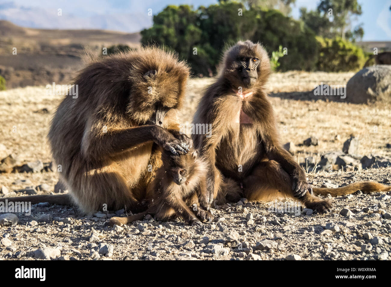 Gelada Baboon Theropithecus Gelada . Simien Mountains National Park ...