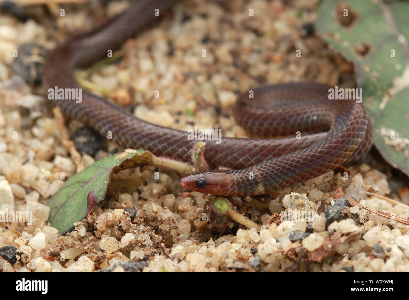 Dwarf snake hi-res stock photography and images - Alamy