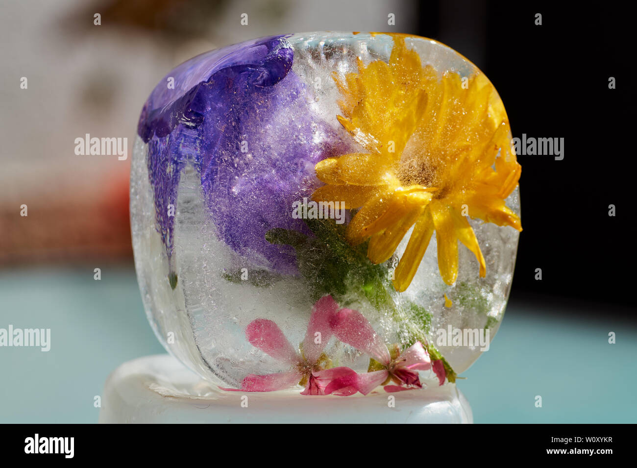 Frozen flowers in an ice cube.Ice texture.Ice with flowers.Abstract ...