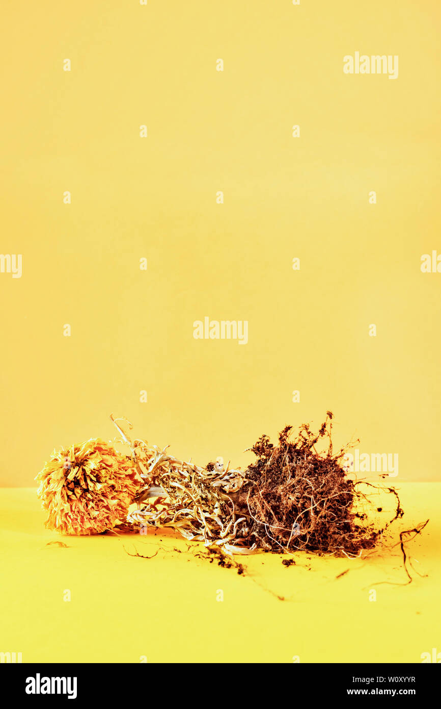 Flower stem roots hi-res stock photography and images - Alamy