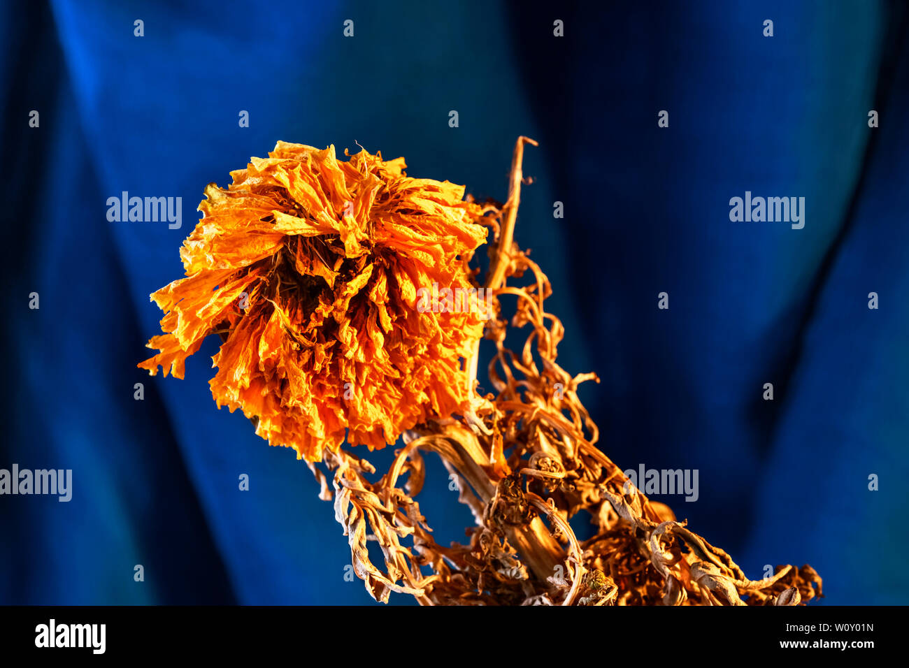 Blue fade to orange hi-res stock photography and images - Alamy