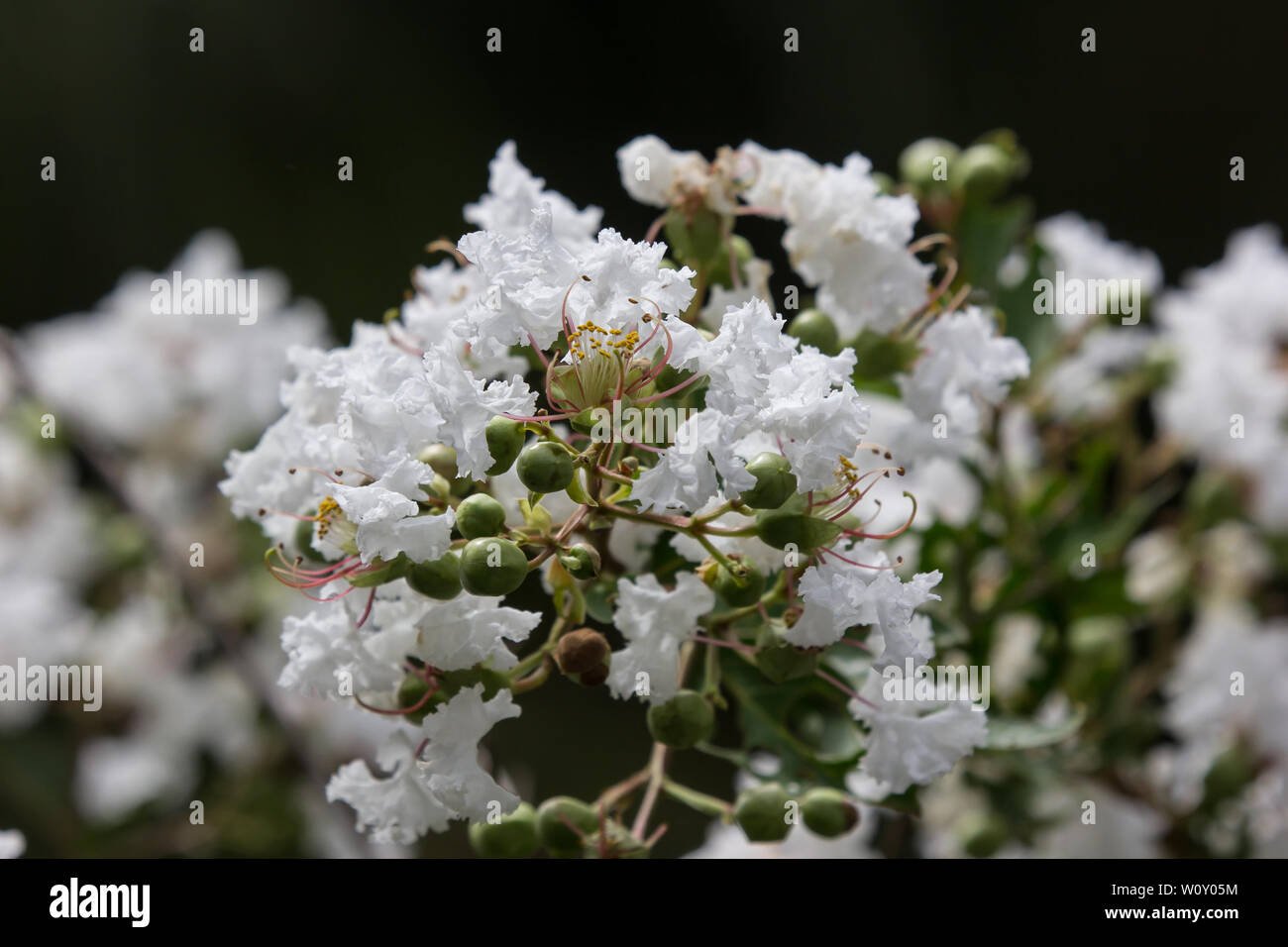 Close up white Tabebuia rosea blossom with Green leaf Stock Photo - Alamy