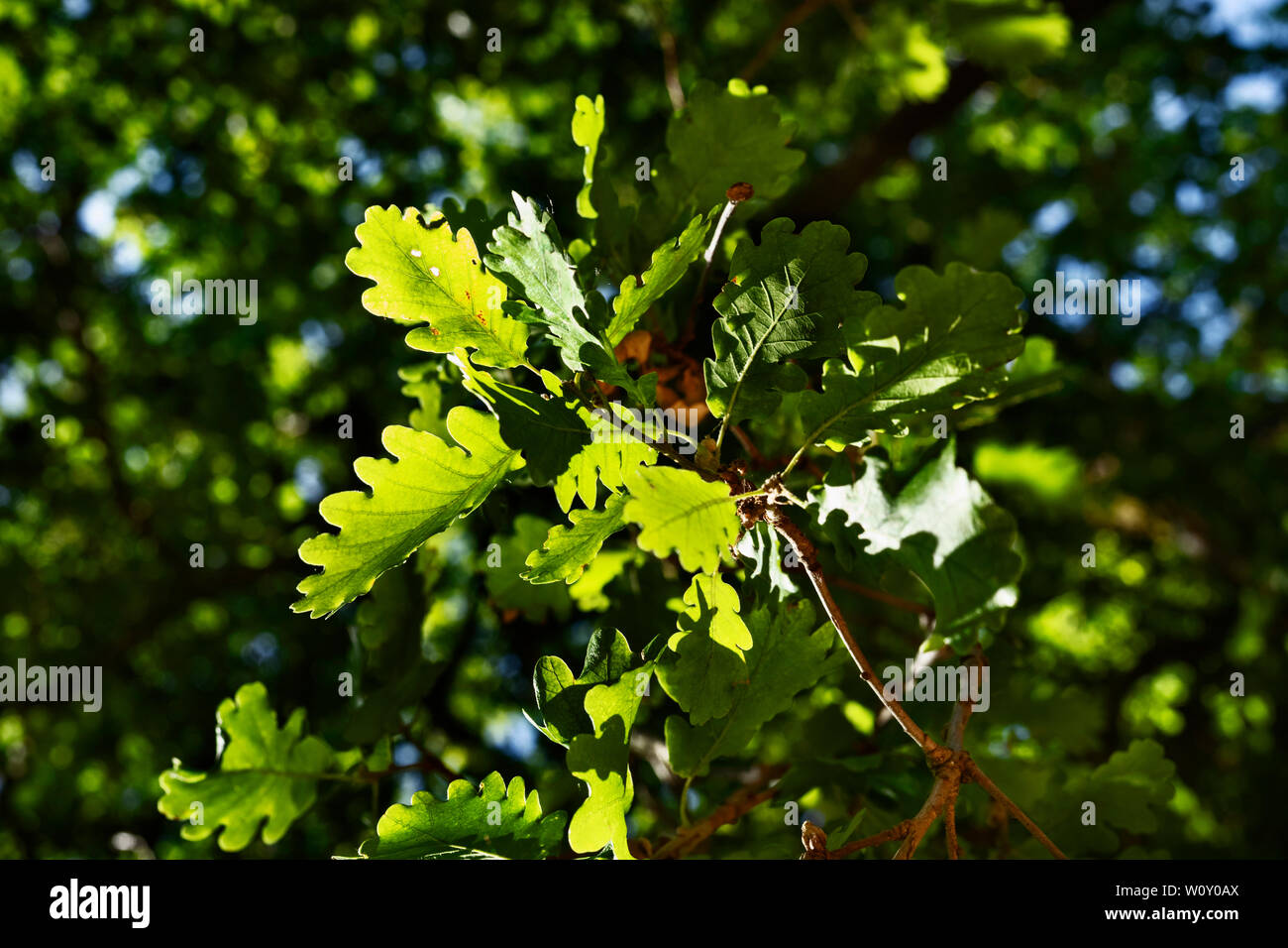 Dark green oak tree leaf hi-res stock photography and images - Alamy