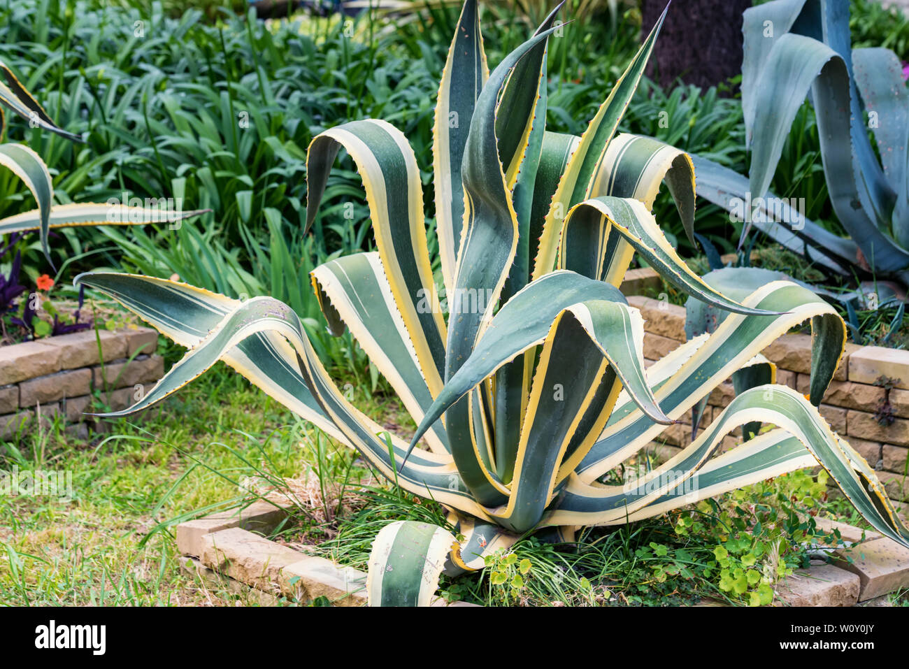 Agave seeds hi-res stock photography and images - Alamy