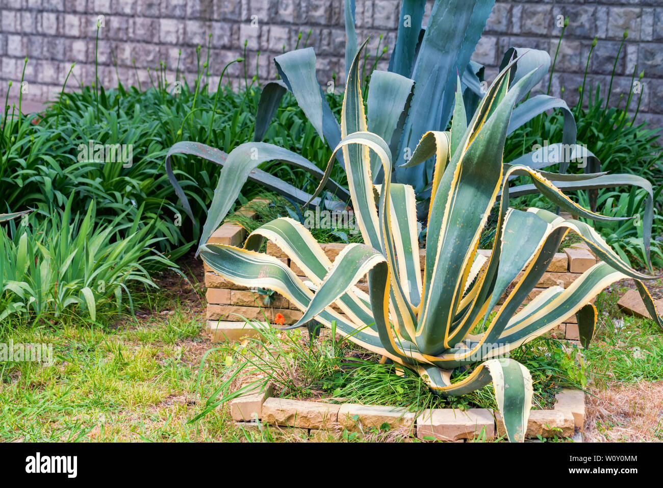 Exotic Succulent plant Agave growing in park Stock Photo - Alamy