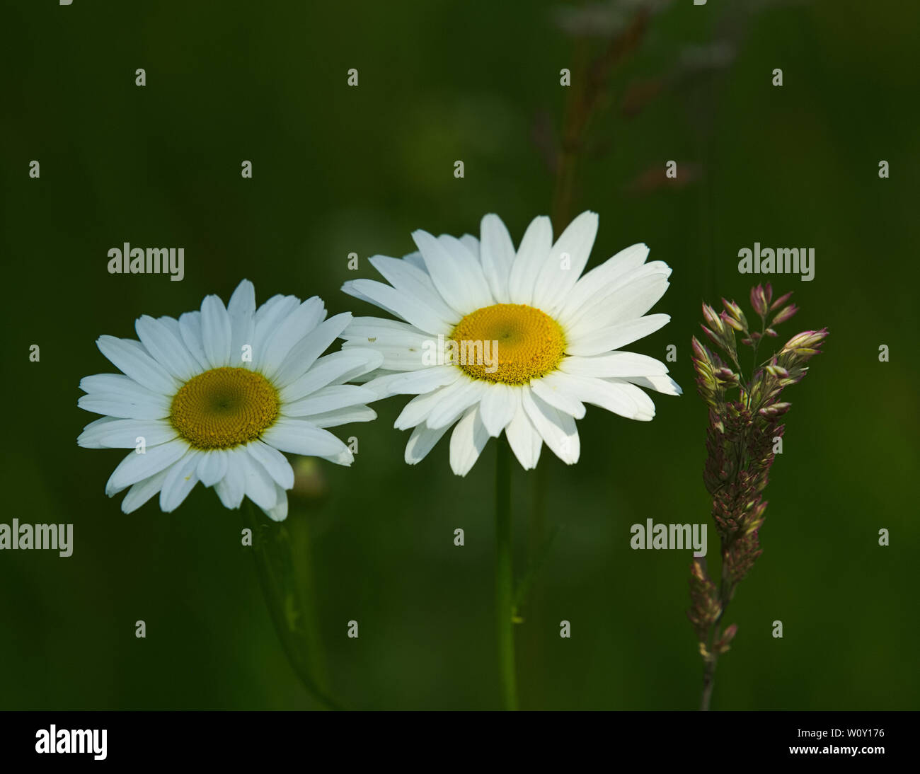 Wild Yellow Daisies High Resolution Stock Photography and Images - Alamy