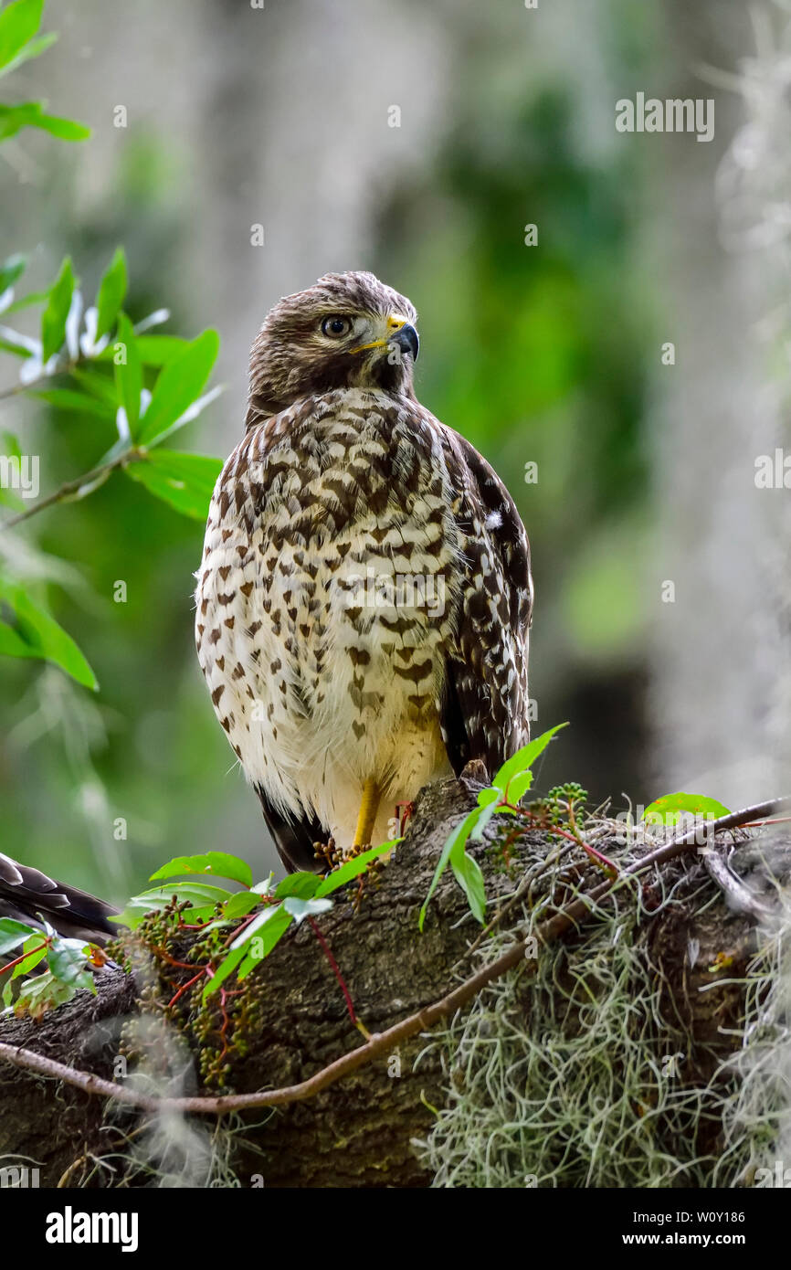 Black shouldered hawk hi-res stock photography and images - Alamy