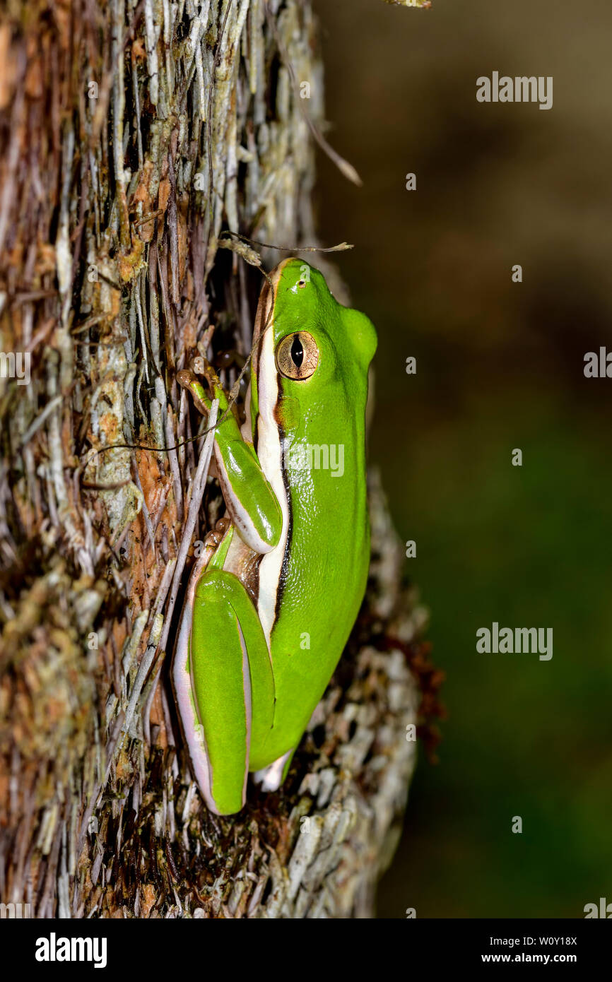 Frog pose hi-res stock photography and images - Alamy