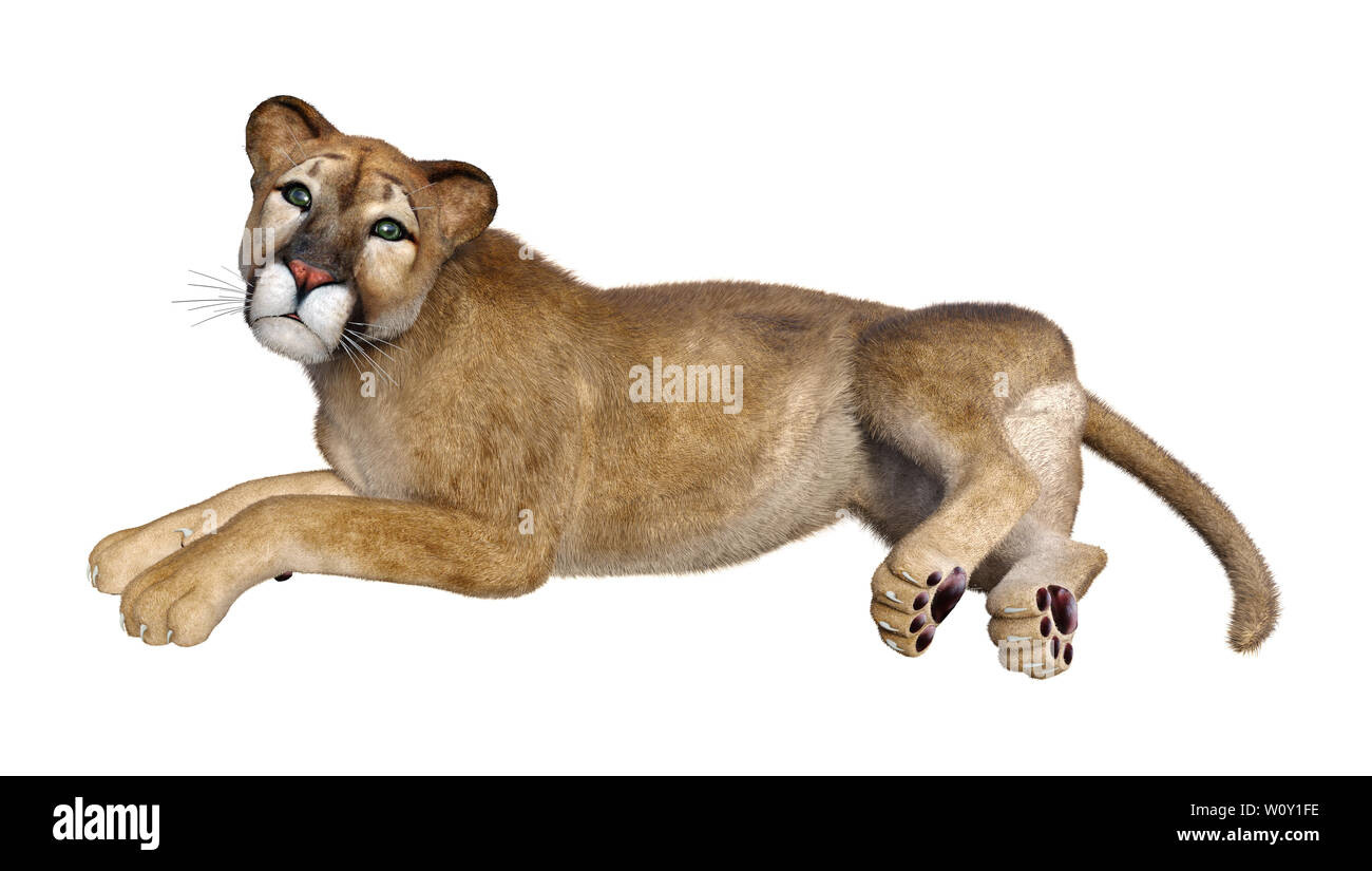 3D rendering of a big cat puma isolated on white background Stock Photo ...