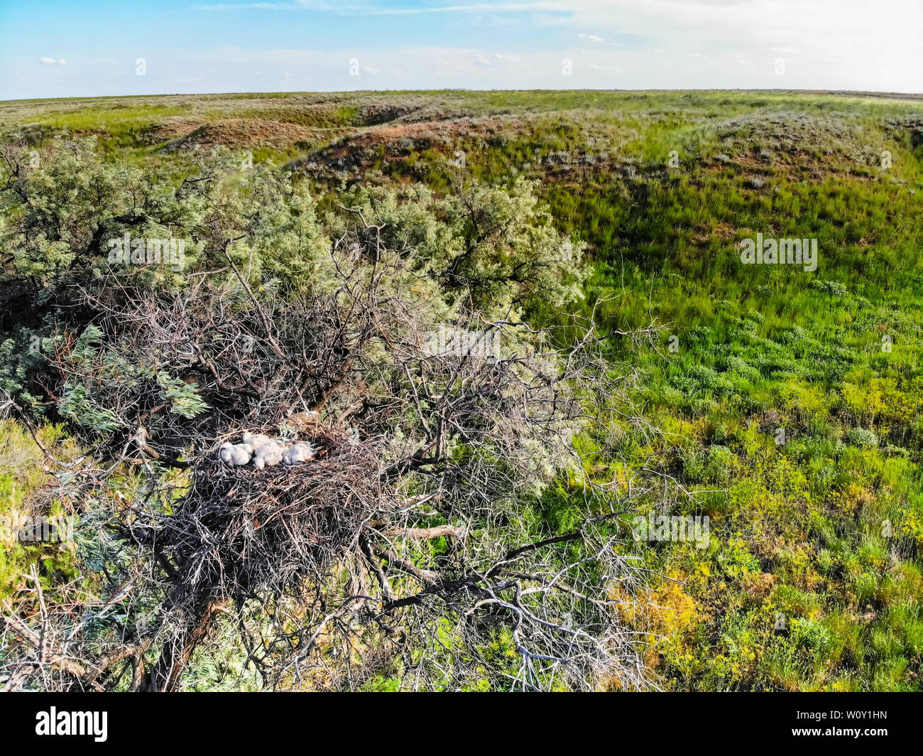 Nest of Long-legged Buzzard or Buteo rufinus on tree with nestlings ...