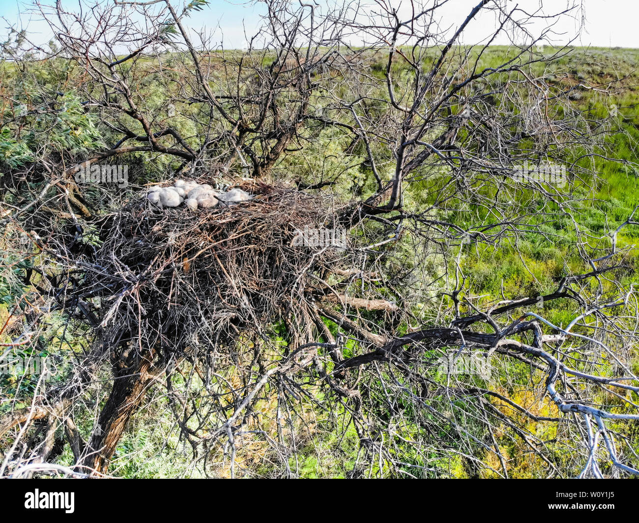 Nest of Long-legged Buzzard or Buteo rufinus on tree with nestlings ...