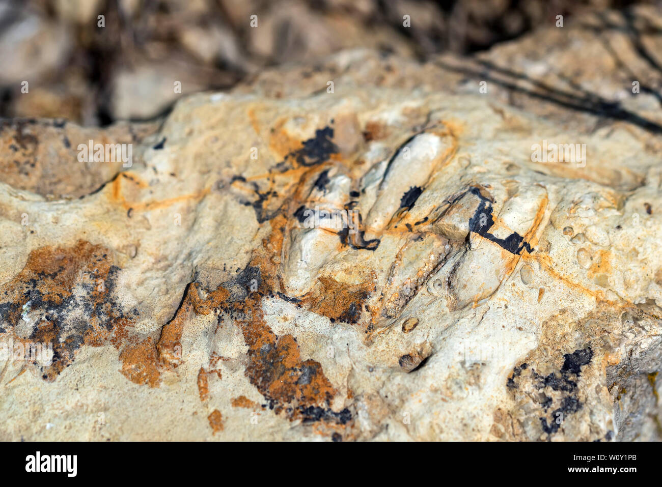 Close up fossil texture of triassic period Stock Photo - Alamy