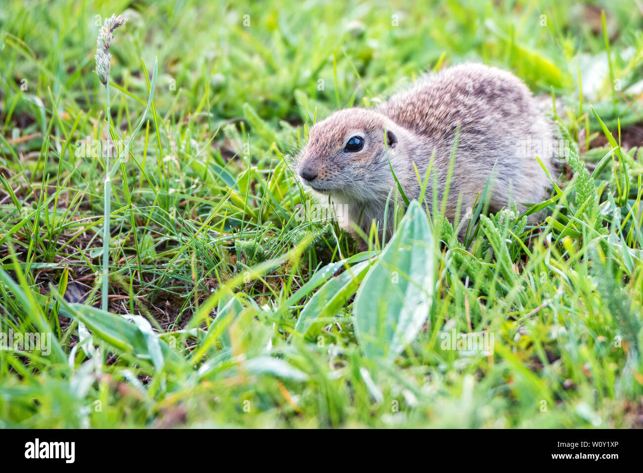 Mountain Caucasian Gopher or Spermophilus musicus in grass in Russia ...
