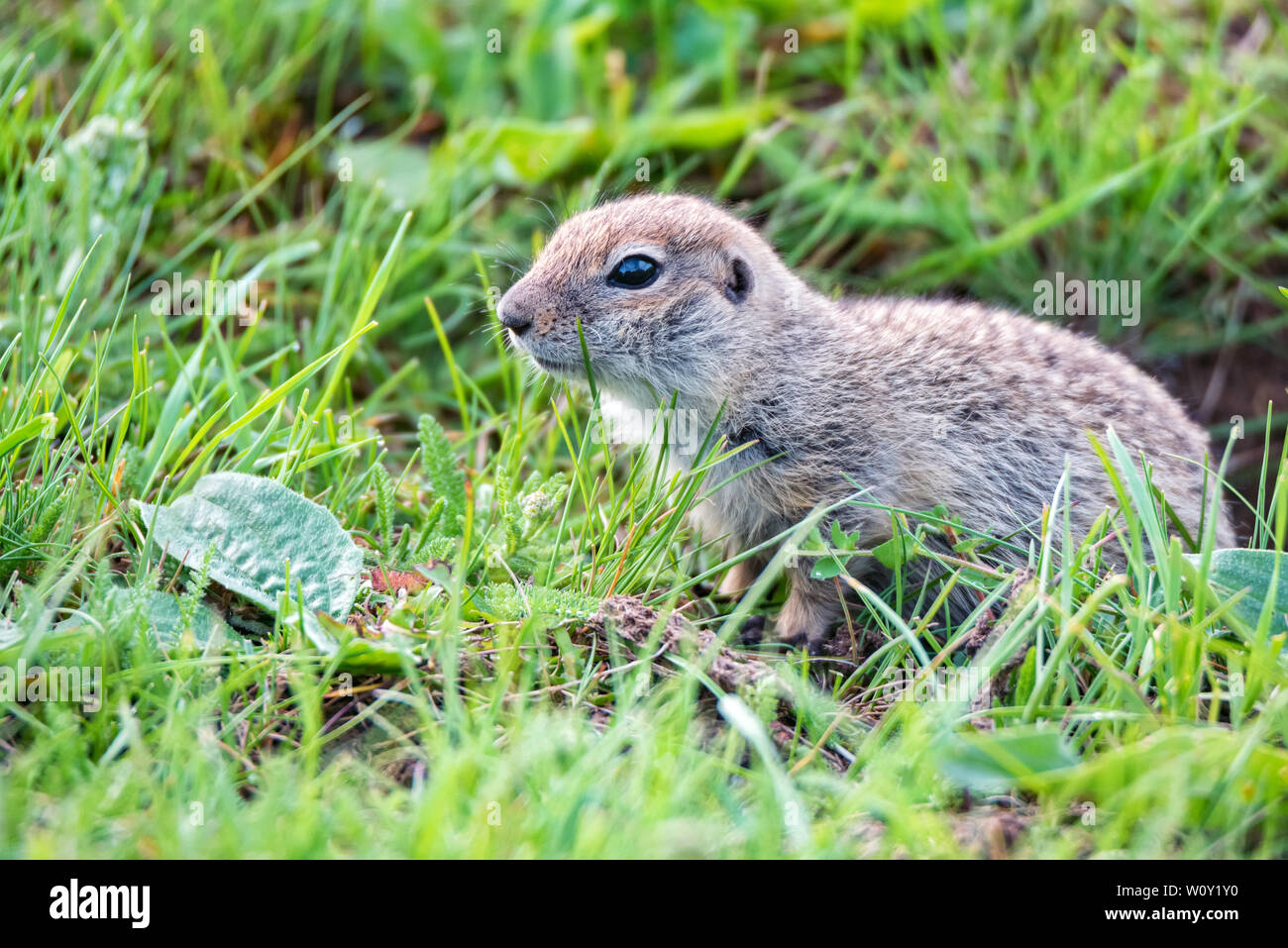 Caucasian gopher hi-res stock photography and images - Alamy