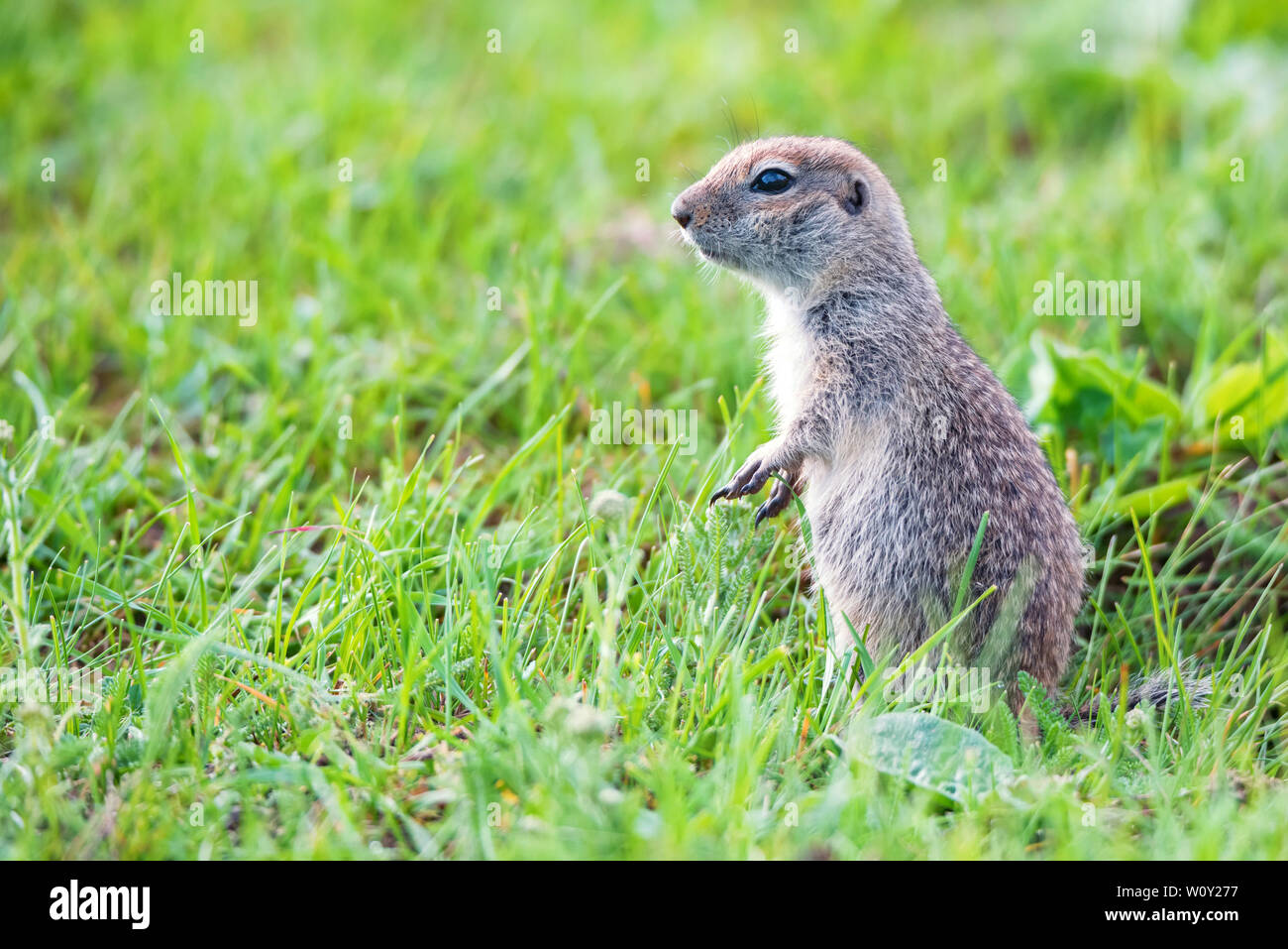 Mountain Caucasian Gopher or Spermophilus musicus in grass in Russia ...