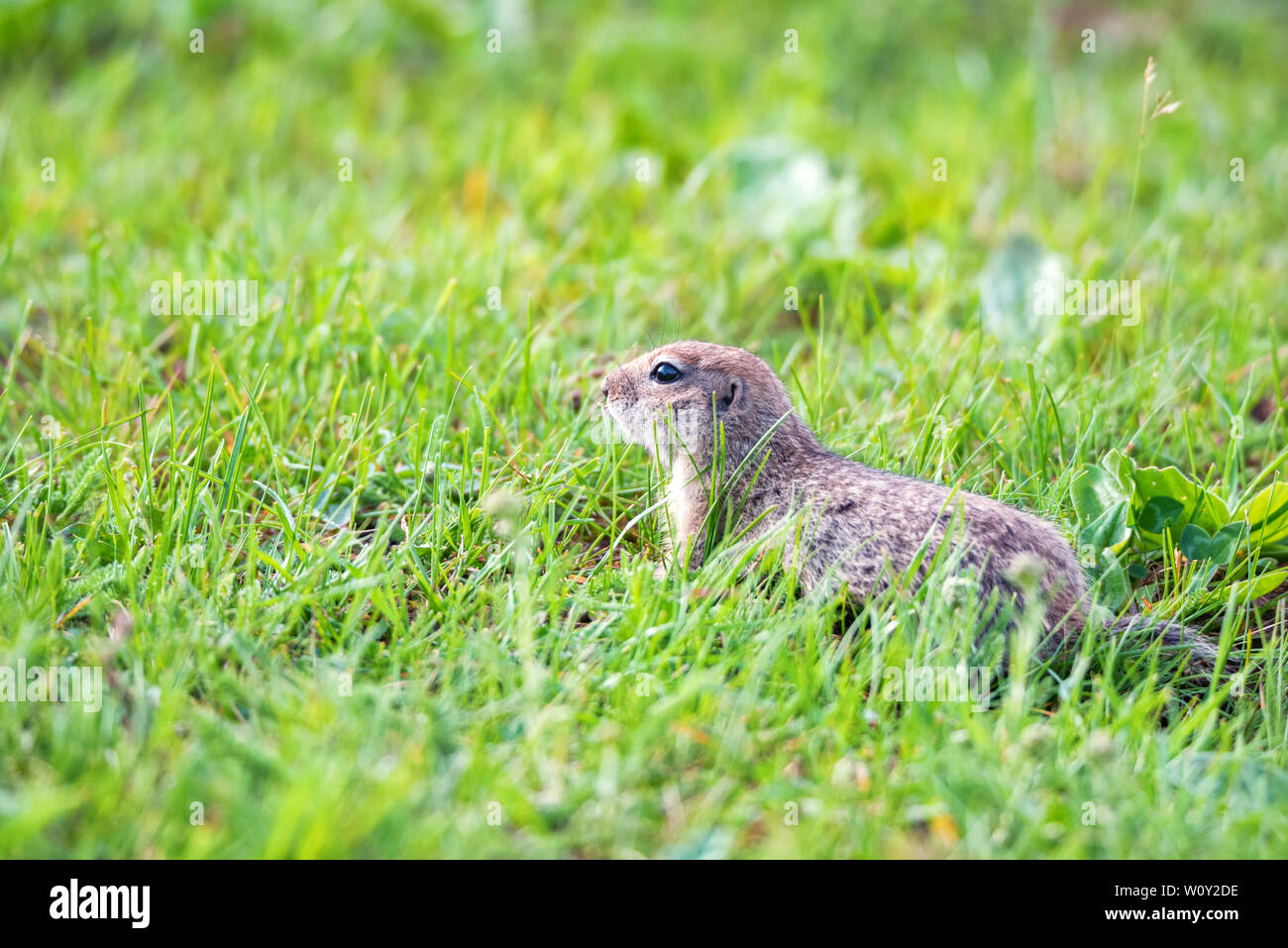 Mountain Caucasian Gopher or Spermophilus musicus in grass in Russia ...