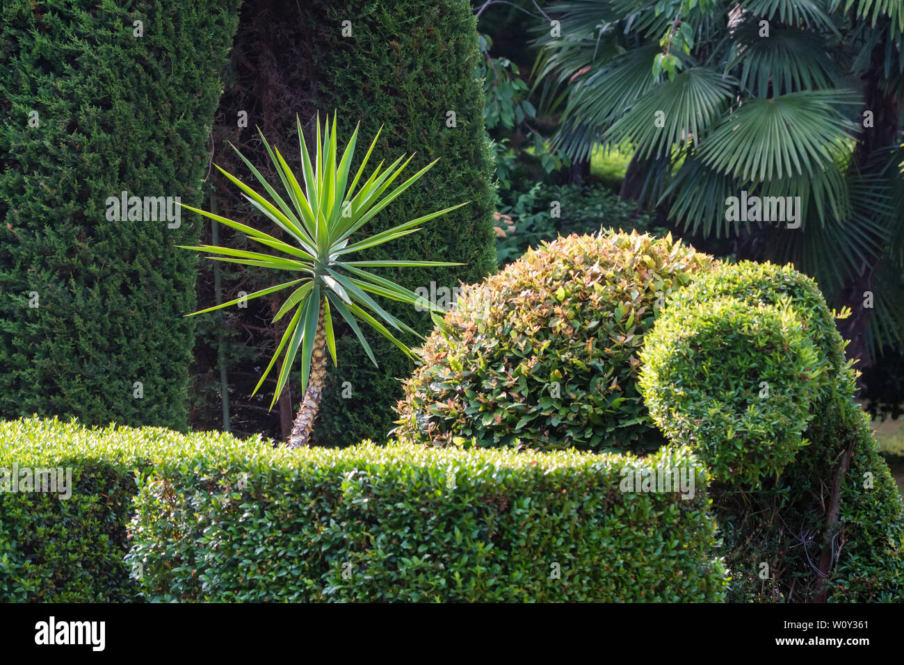 Small palm tree growing in lush green park Stock Photo - Alamy