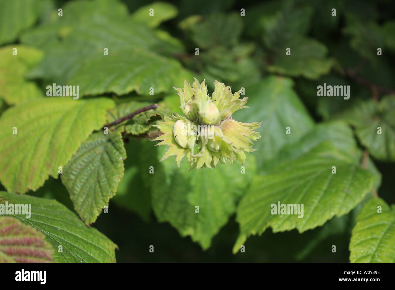 Cobnut tree hi-res stock photography and images - Alamy