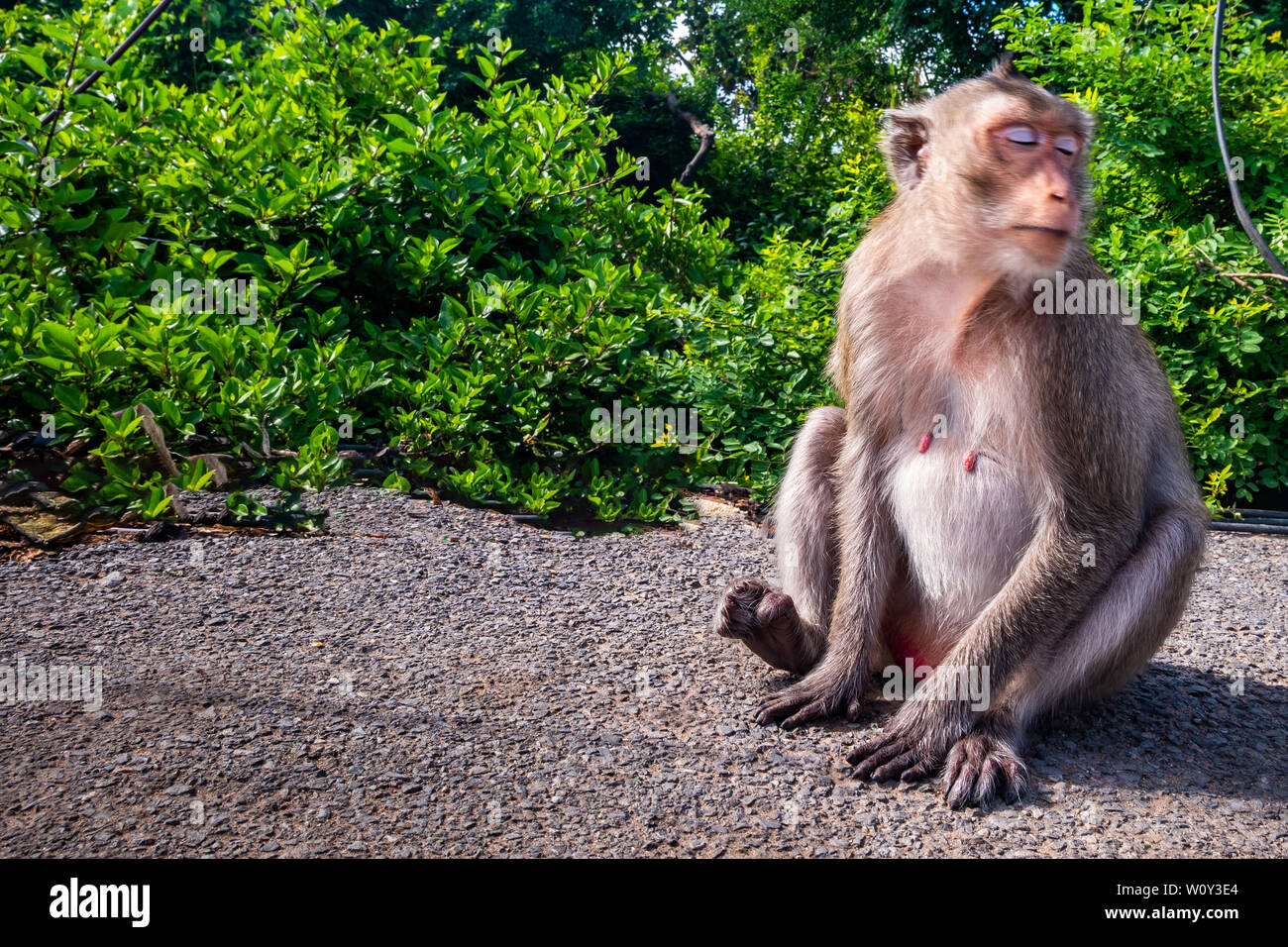 Bangkok crab eating macaque hi-res stock photography and images - Alamy