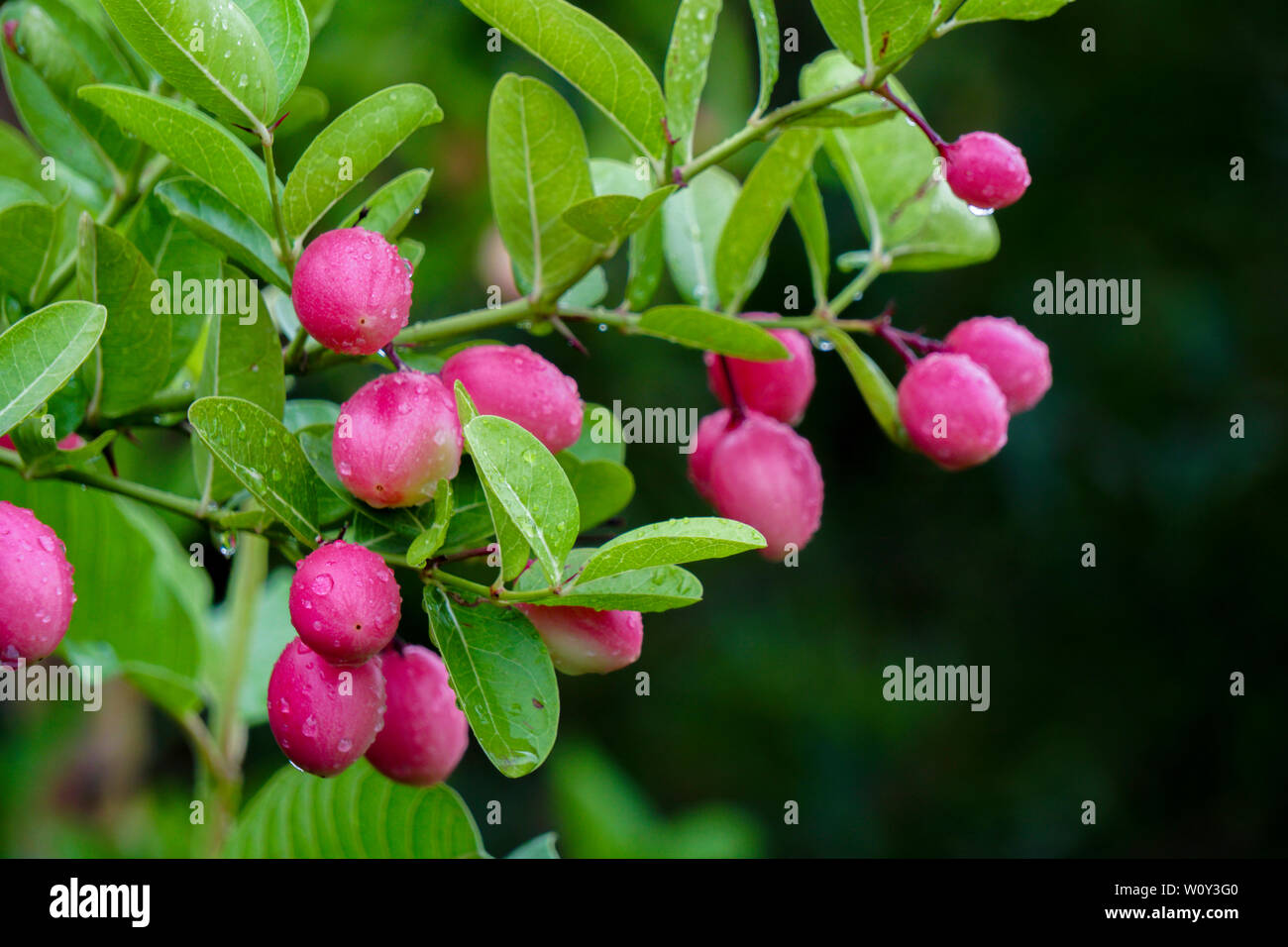 Carissa carandas, Carunda, Koromcha fruit tree, Karonda seeds ripe pink ...