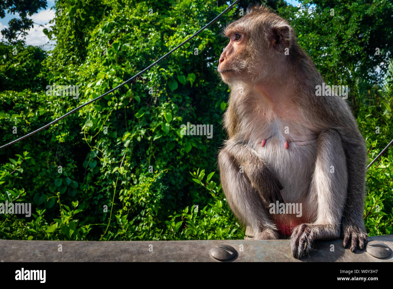 Monkey (Crab-eating macaque) enjoying the atmosphere And sunlight in ...