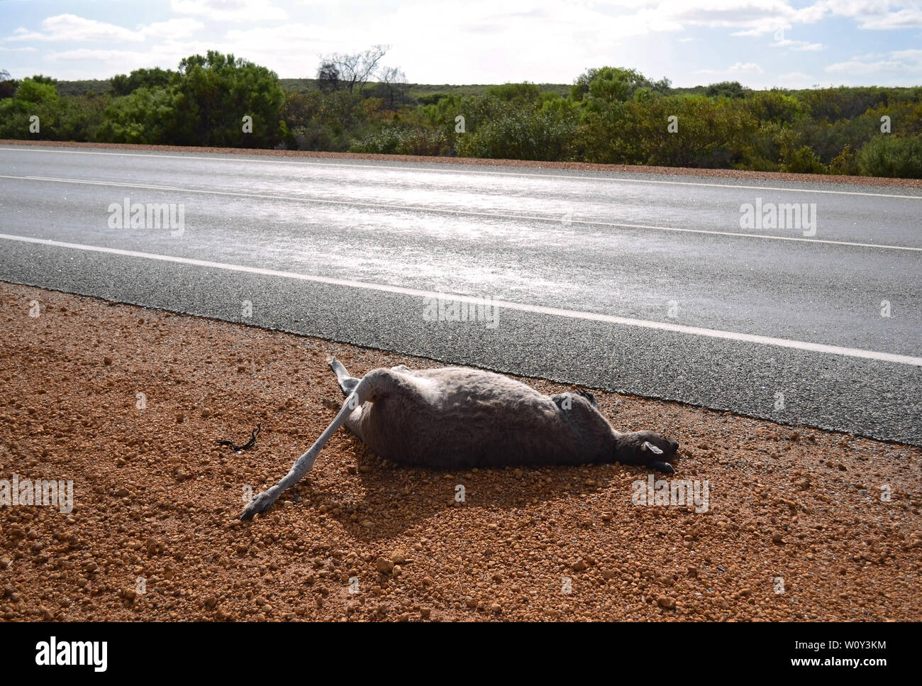 Kangaroo road kill hi-res stock photography and images - Alamy