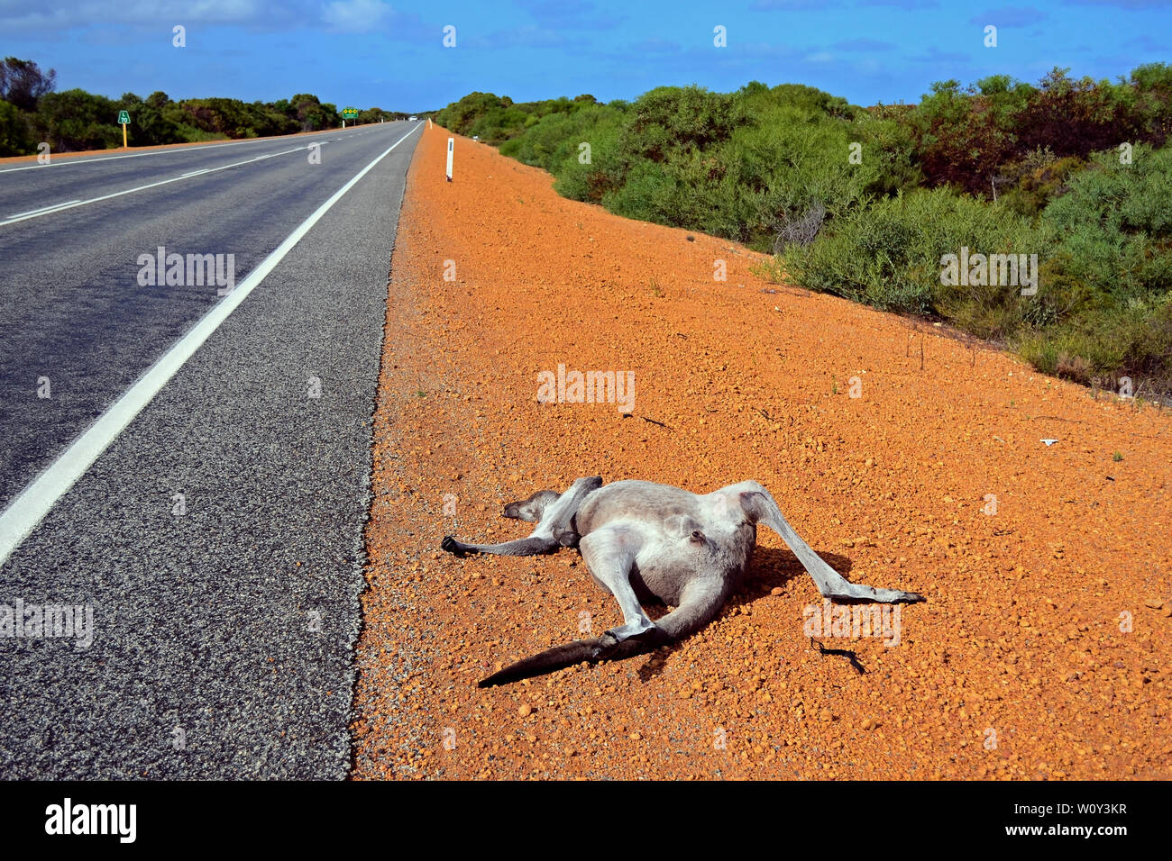 Kangaroo road kill hi-res stock photography and images - Alamy