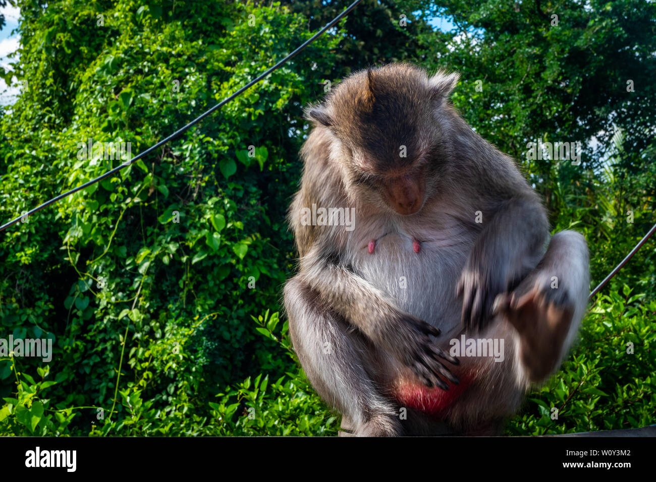 Bangkok crab eating macaque hi-res stock photography and images - Alamy