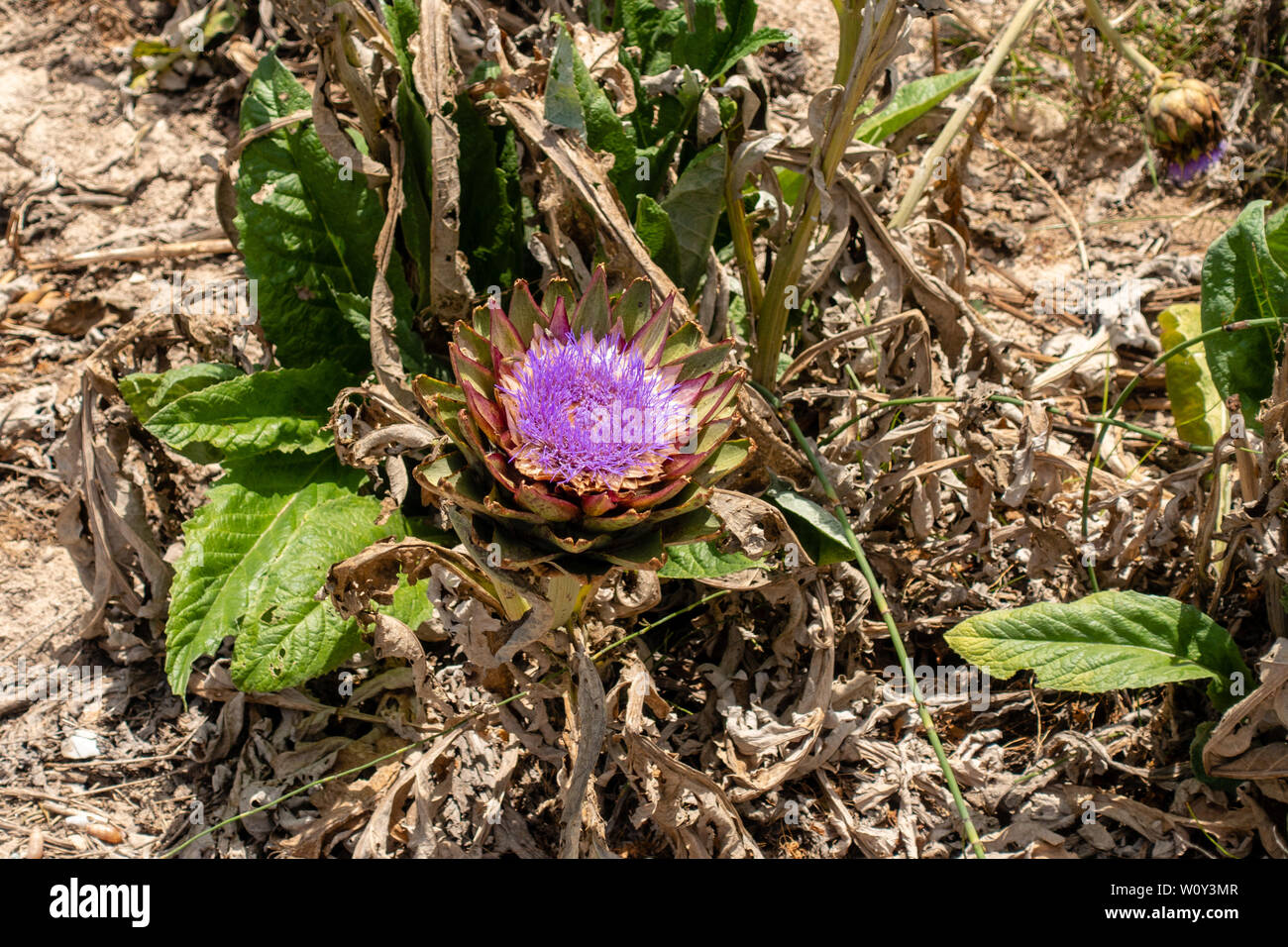 Cardoon illustration hi-res stock photography and images - Alamy