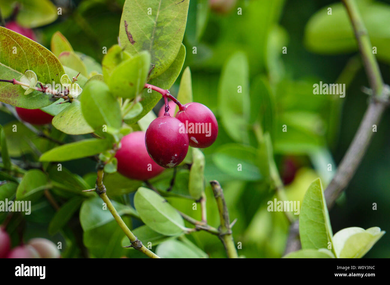Carissa carandas, Carunda, Koromcha tree, Karonda seeds ripe pink or ...