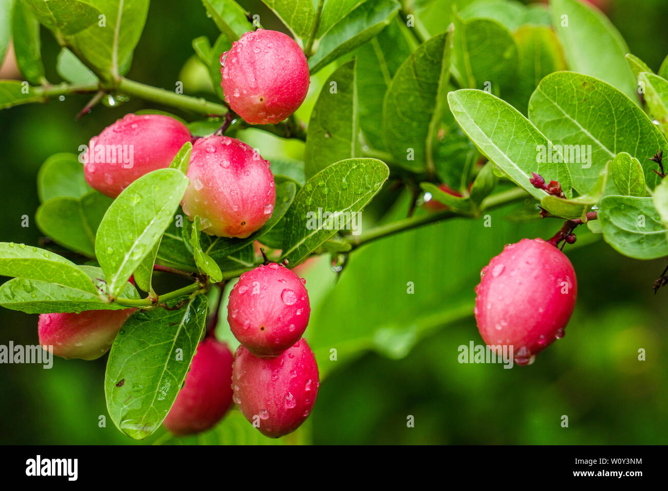 Carissa carandas hi-res stock photography and images - Alamy