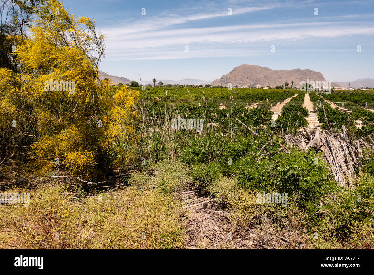Mediterranean summer orchard hi-res stock photography and images - Alamy