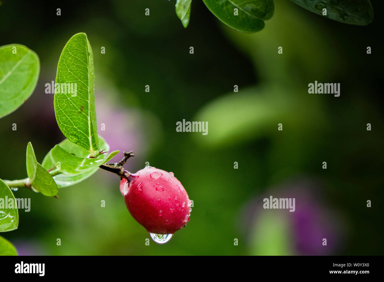 Carissa carandas, Carunda, Koromcha tree, Karonda seeds ripe pink or ...