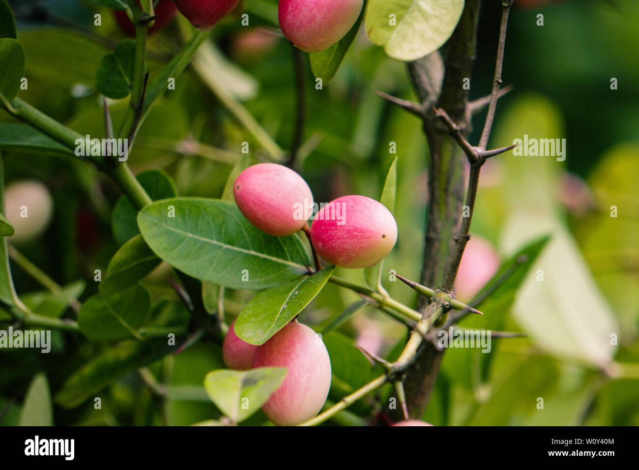 Koromcha tree hi-res stock photography and images - Alamy
